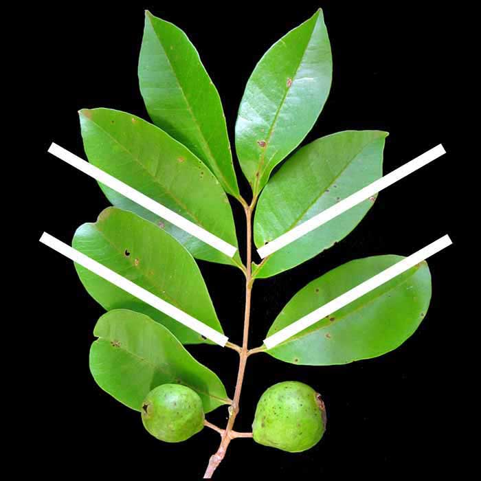 Fitopatologia e fisiologia vegetal: Morfologia Externa da Folha