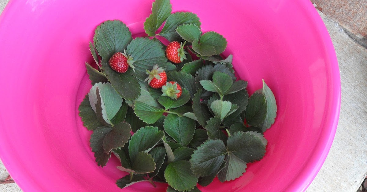 What are the benefits of strawberry leaves?