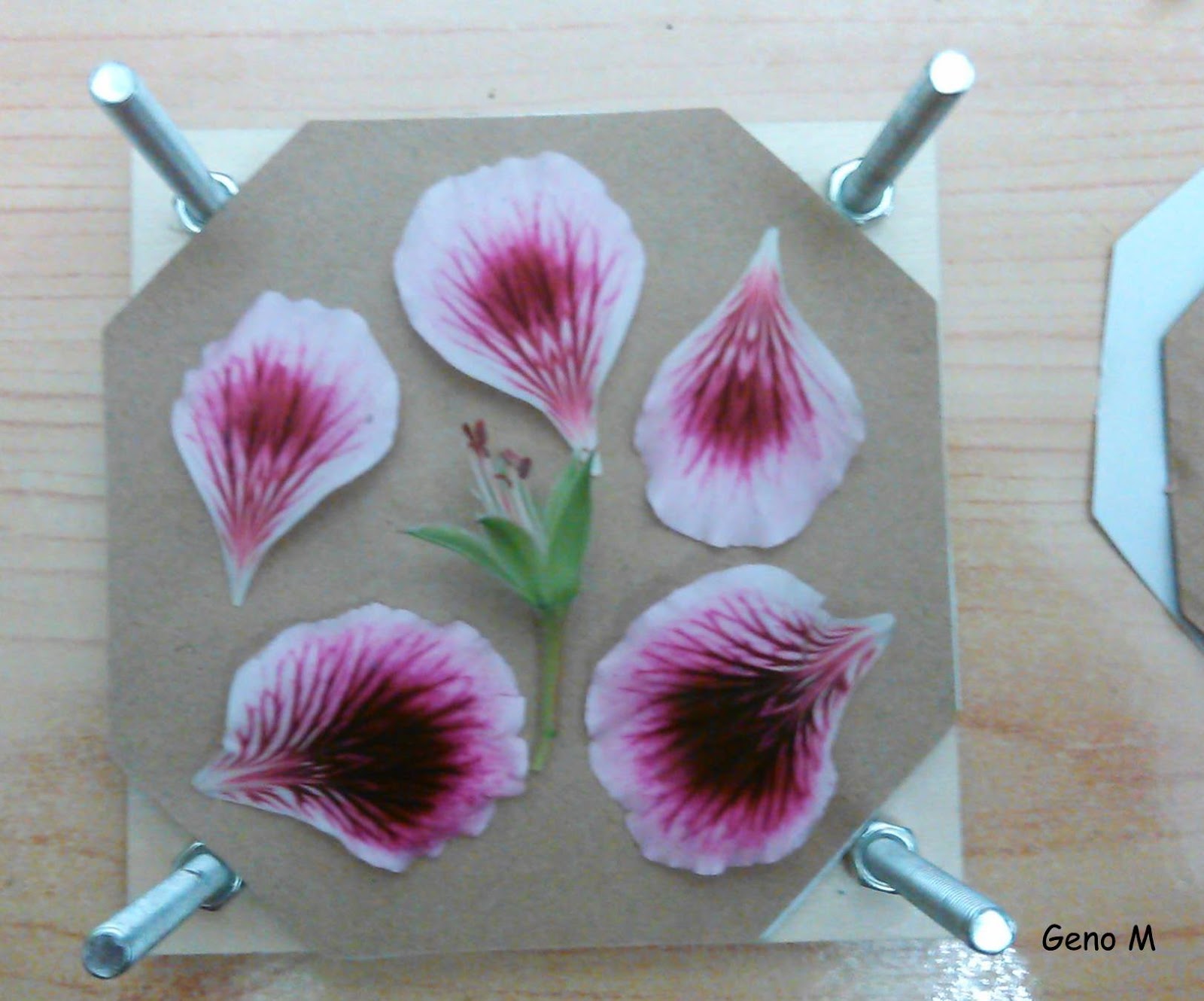 Prensa de flores | Sube a mi nube