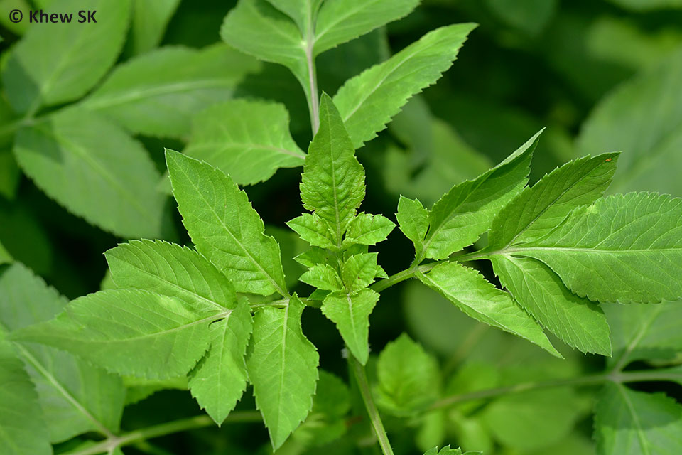 Butterflies of Singapore: Favourite Nectaring Plants #7