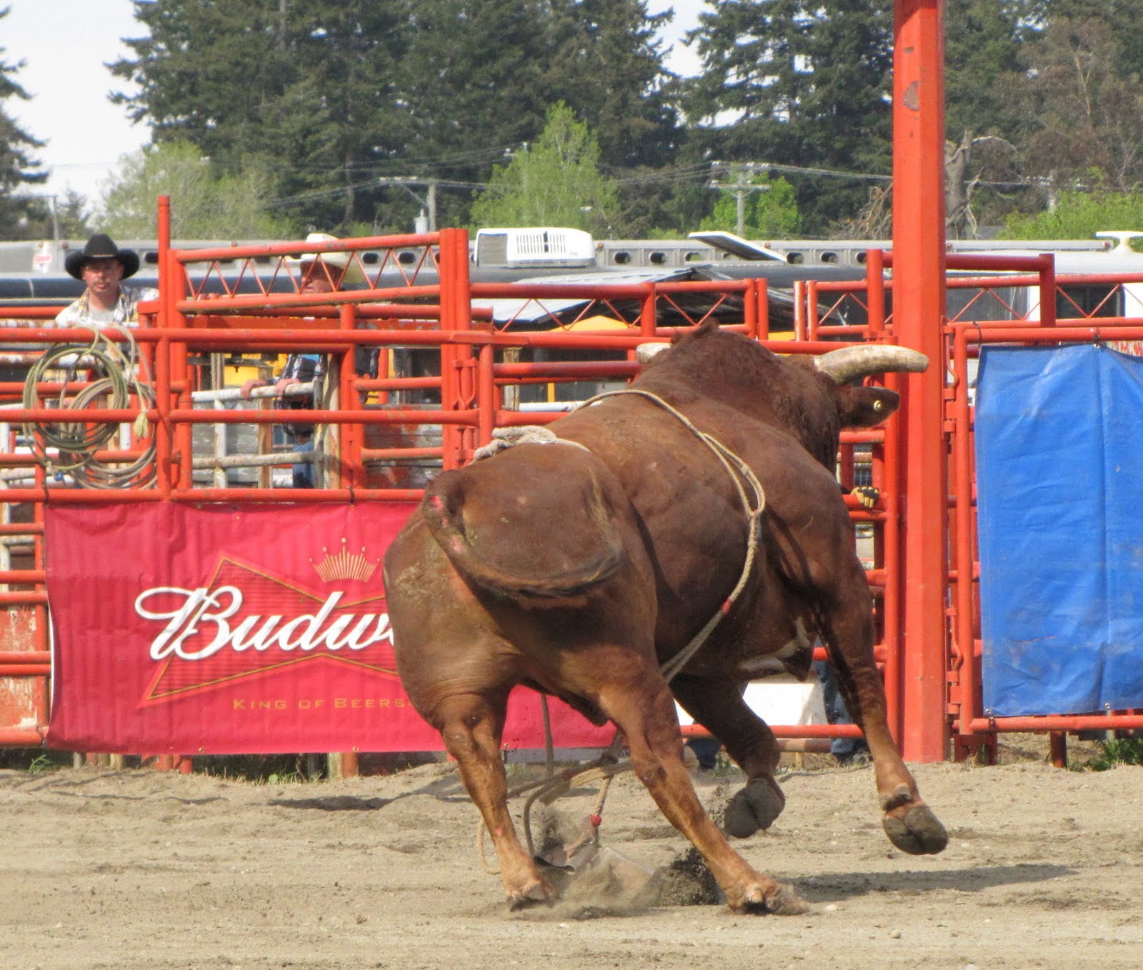 Millennium Dragon: May 2011 - Luxton Rodeo Images...