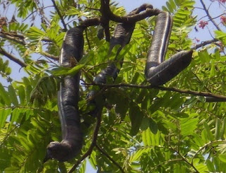 Taxonomia vegetal : Cañandoga