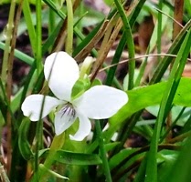 Interesting Places & Friendly Faces: Strolling through Twelve Mile ...