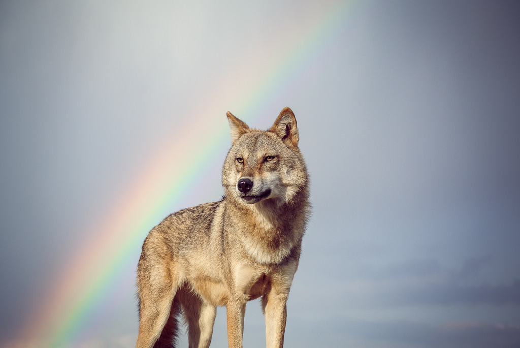White Wolf : Meet The Amazing Looking Mongolian Wolf With Beautiful ...