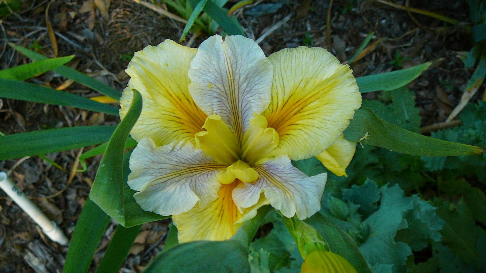 World of Irises: Iris Bloom Season in NW Louisiana - Part III