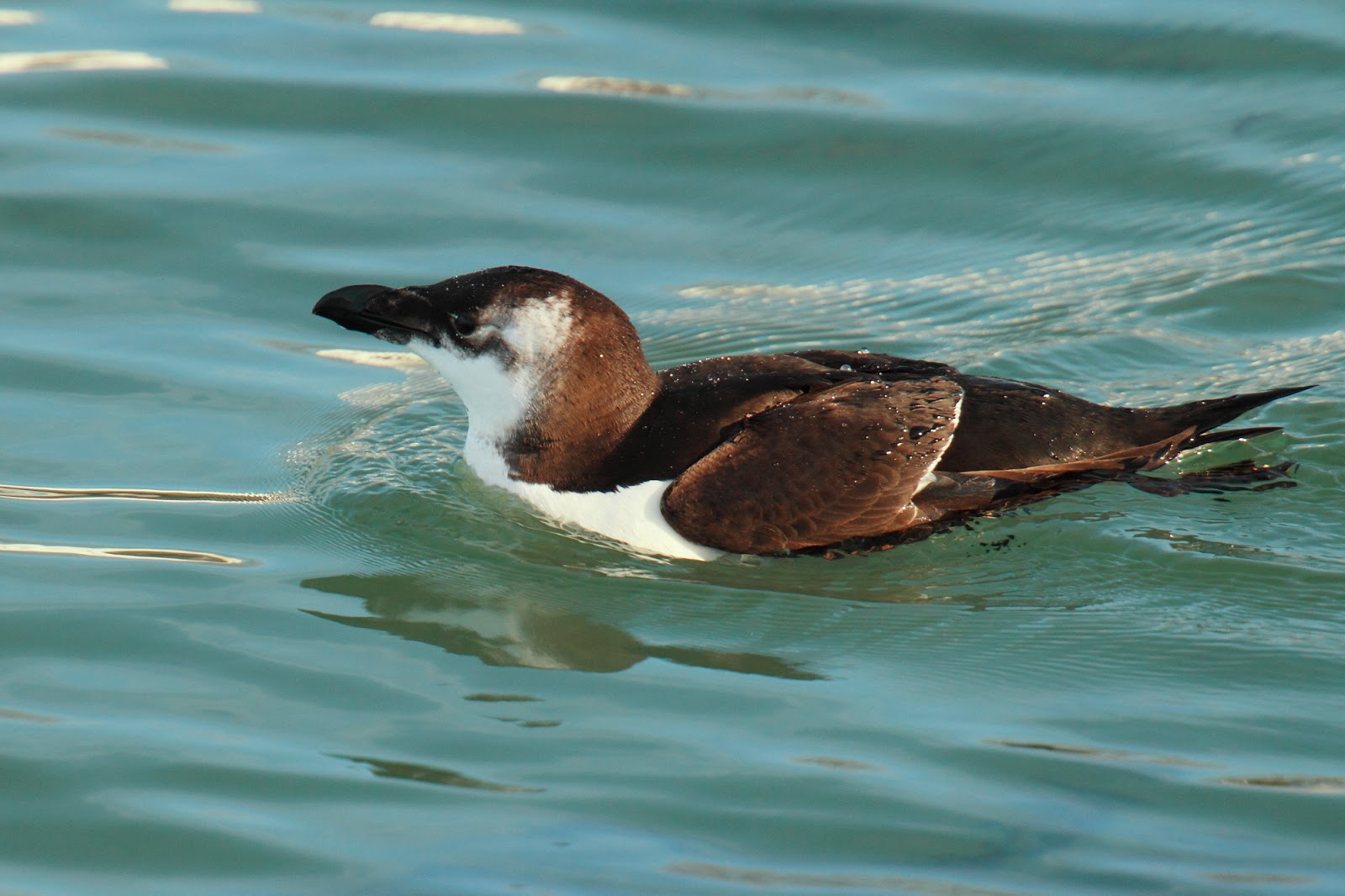 Diario de un Aprendiz de Naturalista