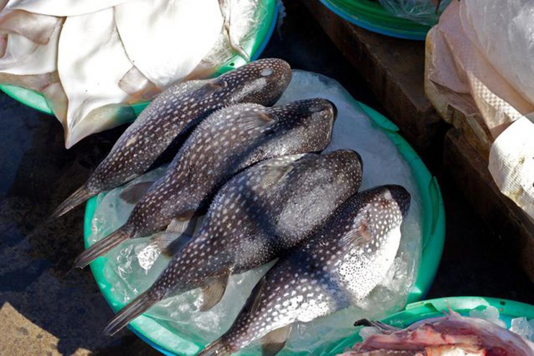 Puffer: Not just a fish - RARE TIPS