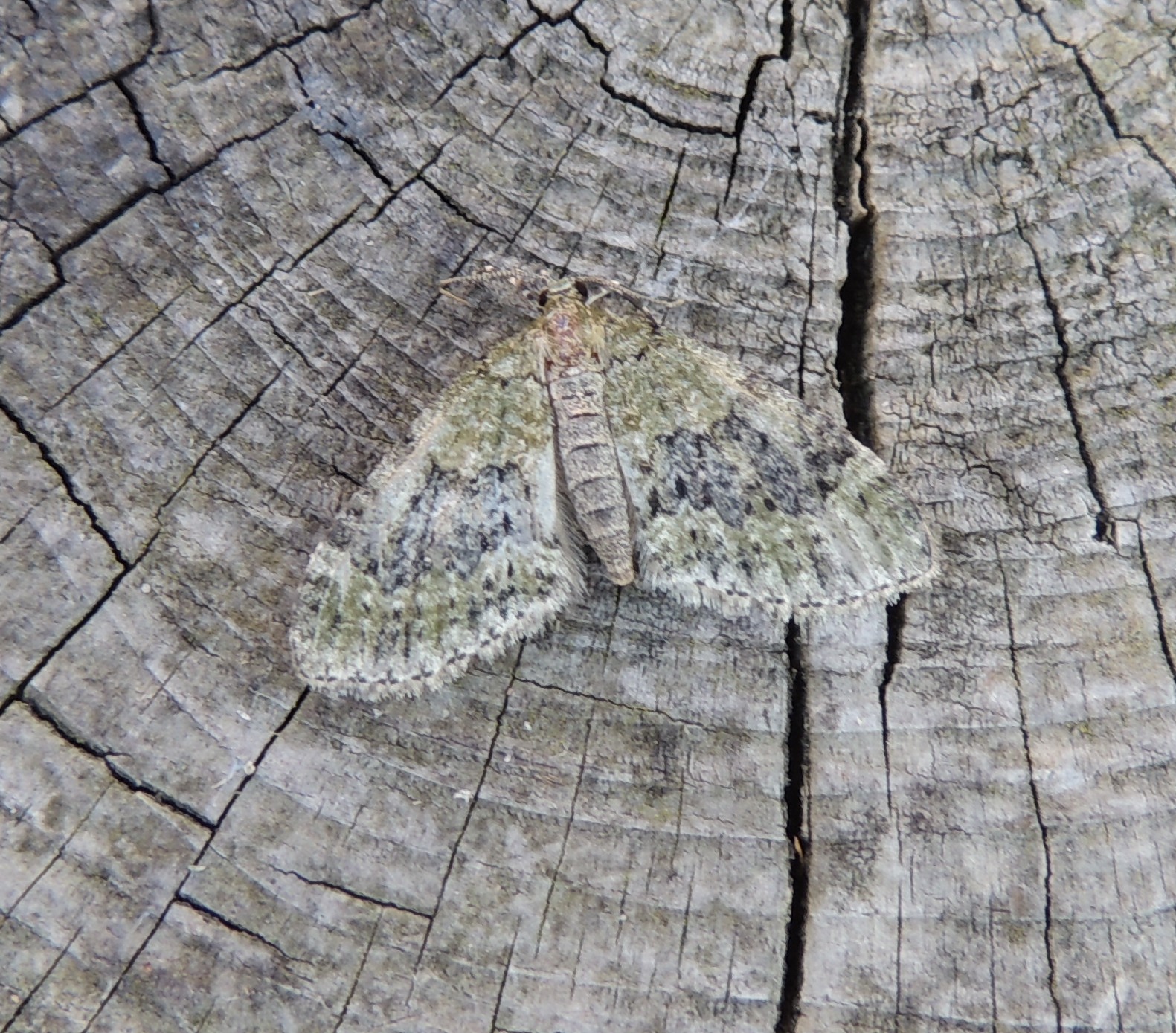 Plovers Blog: Waders & Yellow-barred Brindle