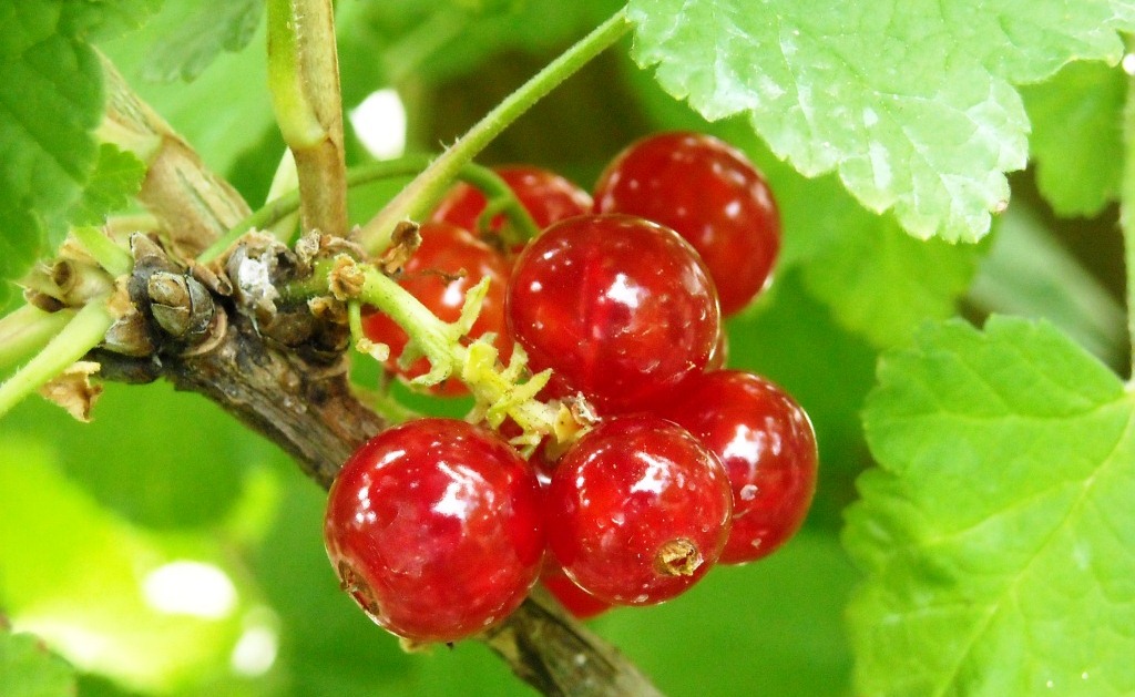 Blog do Edu Ambiental: Groselha