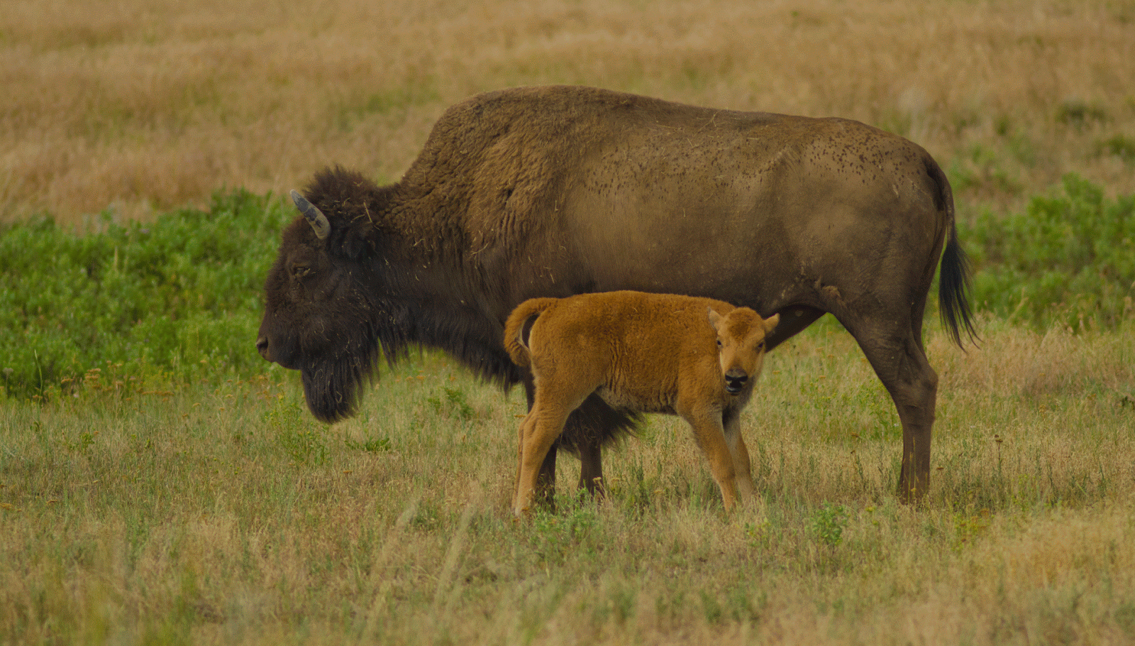 Journeys With Judy: National Bison Range