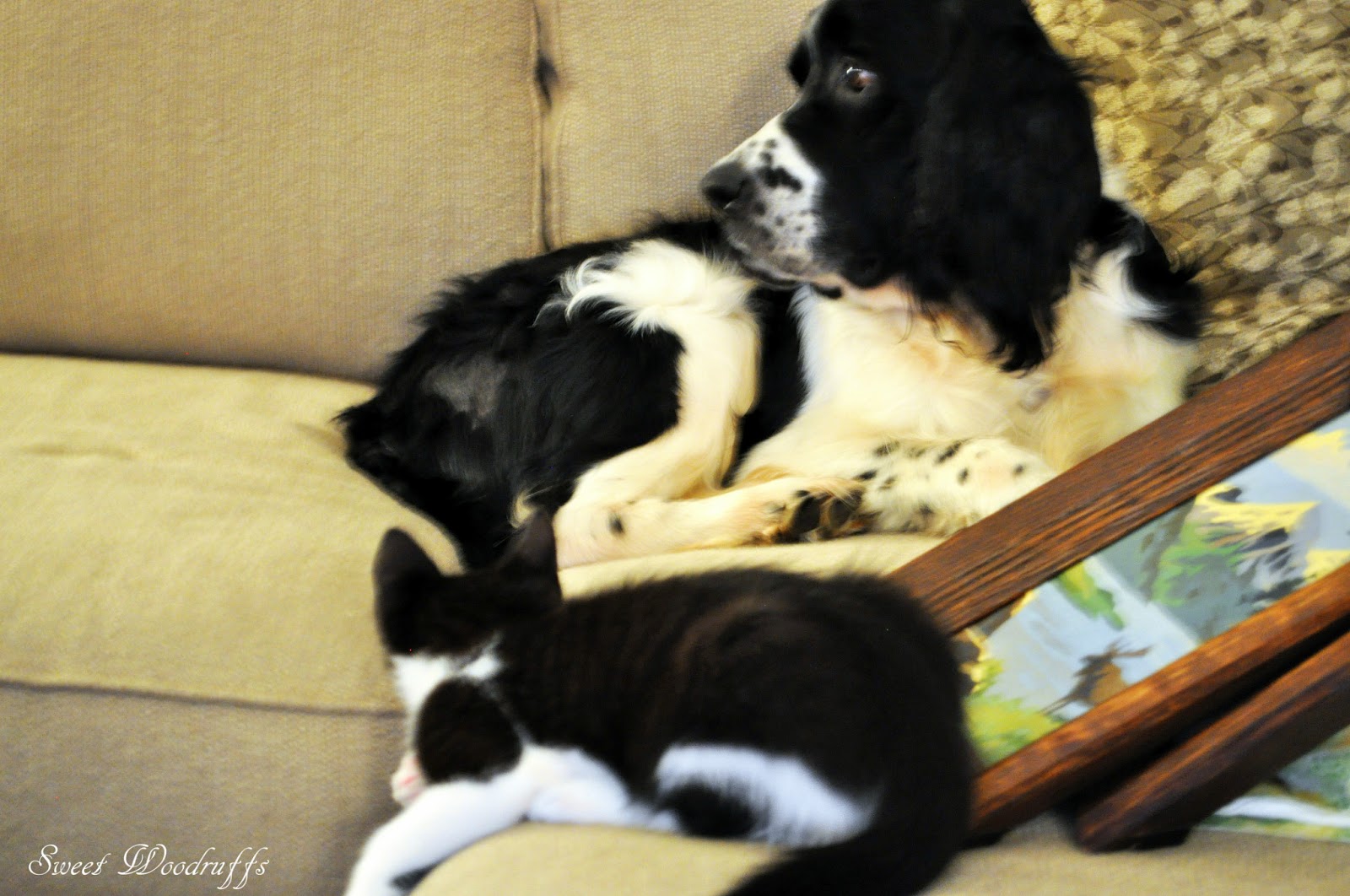 Sweet Woodruffs: Springer Spaniel rescue and foster