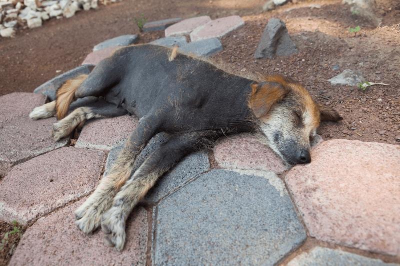 How To Treat Black Skin Disease In Dogs at Esteban Roder blog