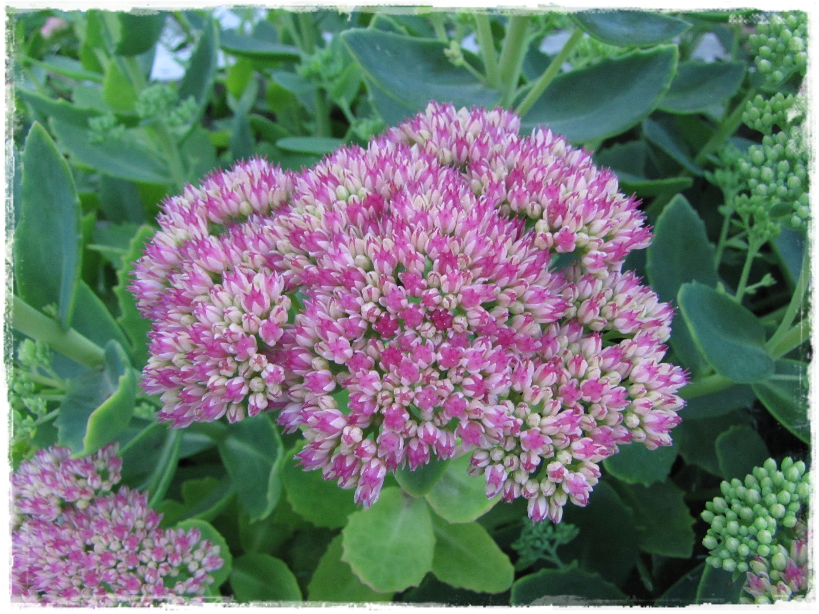 MinHage: ROSA STAUDE