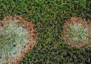 Highlands Country Club Agronomy: Fusarium Patch