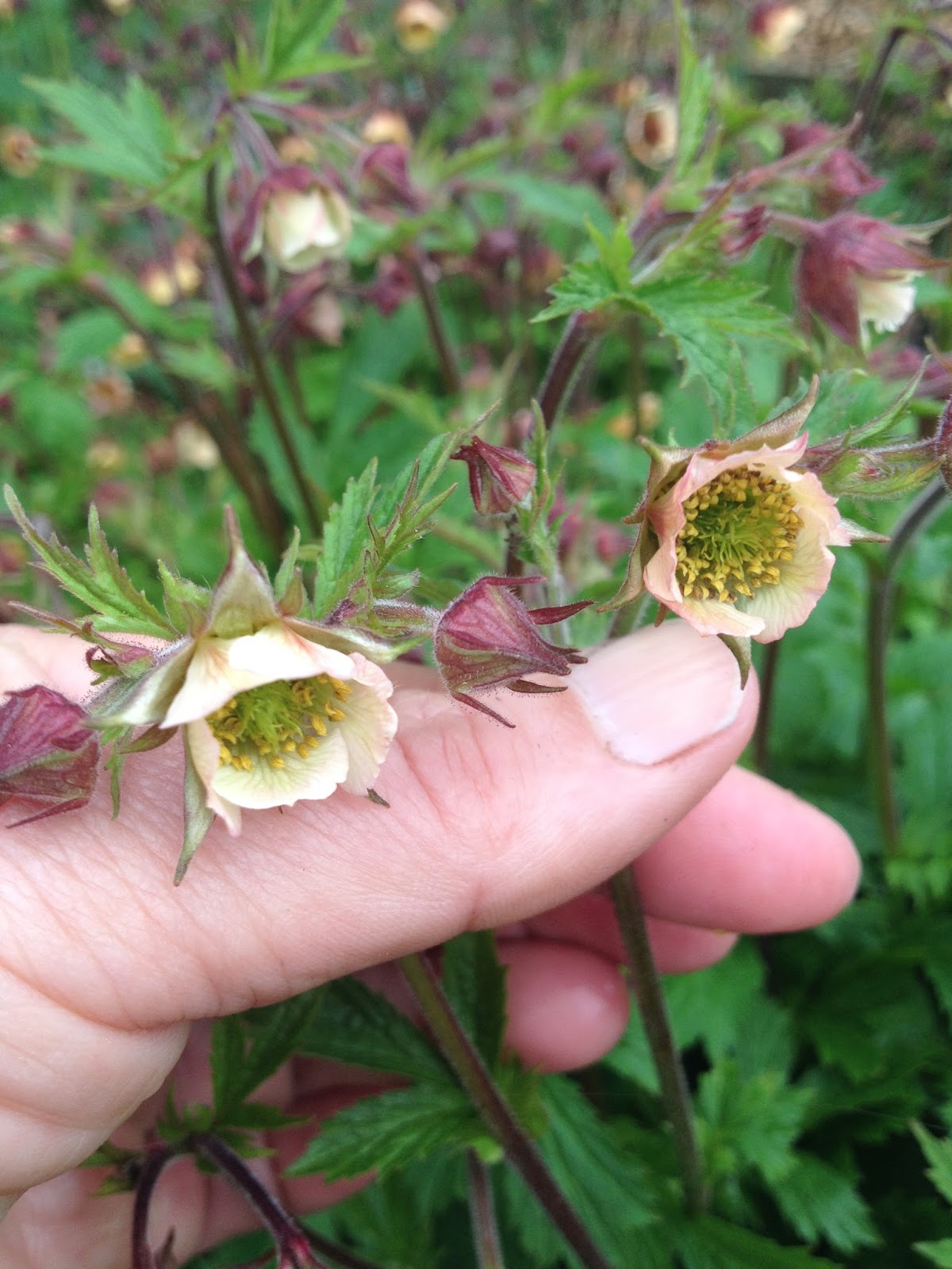 Blomstertøsens Have: Geum