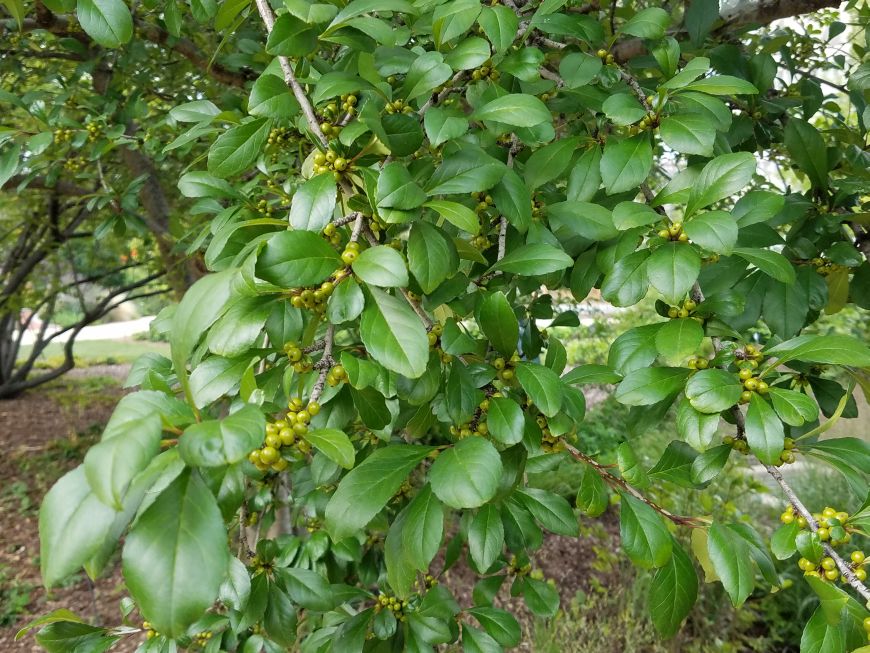 Future Plants by Randy Stewart: Deciduous Hollies