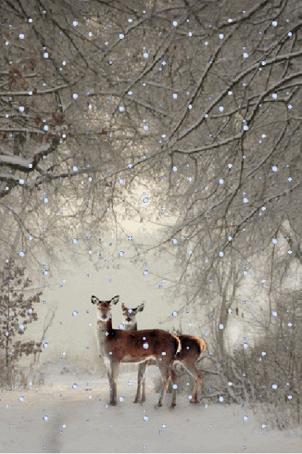 Gif animados andy: Gif animado de ciervos en el bosque nevando