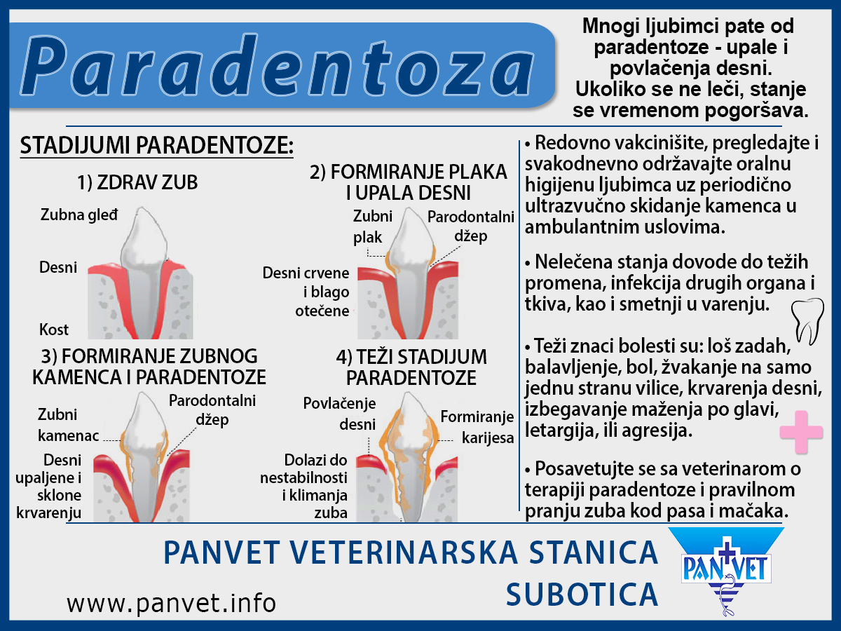 Bolesti zuba i desni kod pasa i mačaka ~ Panvet - moj veterinar