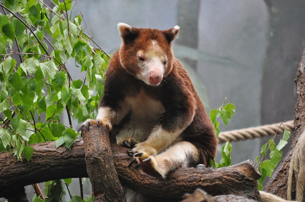 ZOOTOGRAFIANDO (MI COLECCIÓN DE FOTOS DE ANIMALES): CANGURO ARBORÍCOLA ...