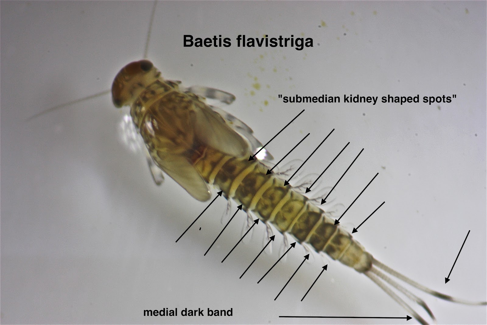 Aquatic Insects of Central Virginia: Baetis flavistriga: Another Summer ...