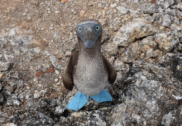 BLUE FOOTED BOOBY photos - wallpapers | the fun bank