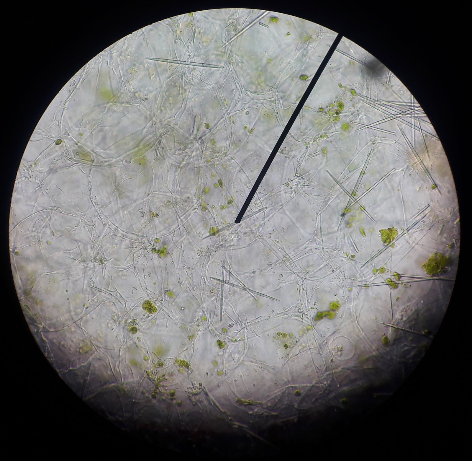 Plantas salvajes: Laboratorio N°1