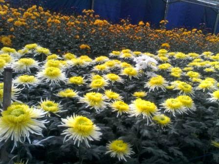 Bunga Indah Malino BIM: Jenis bunga krisan