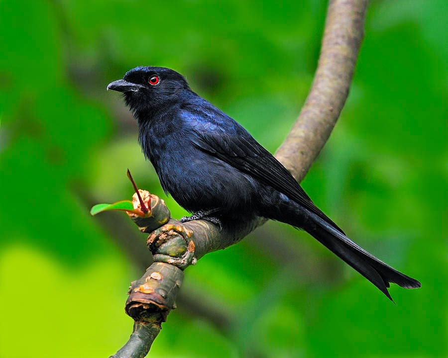Alam Mengembang Jadi Guru: Mimikri Vokal Burung Drongo
