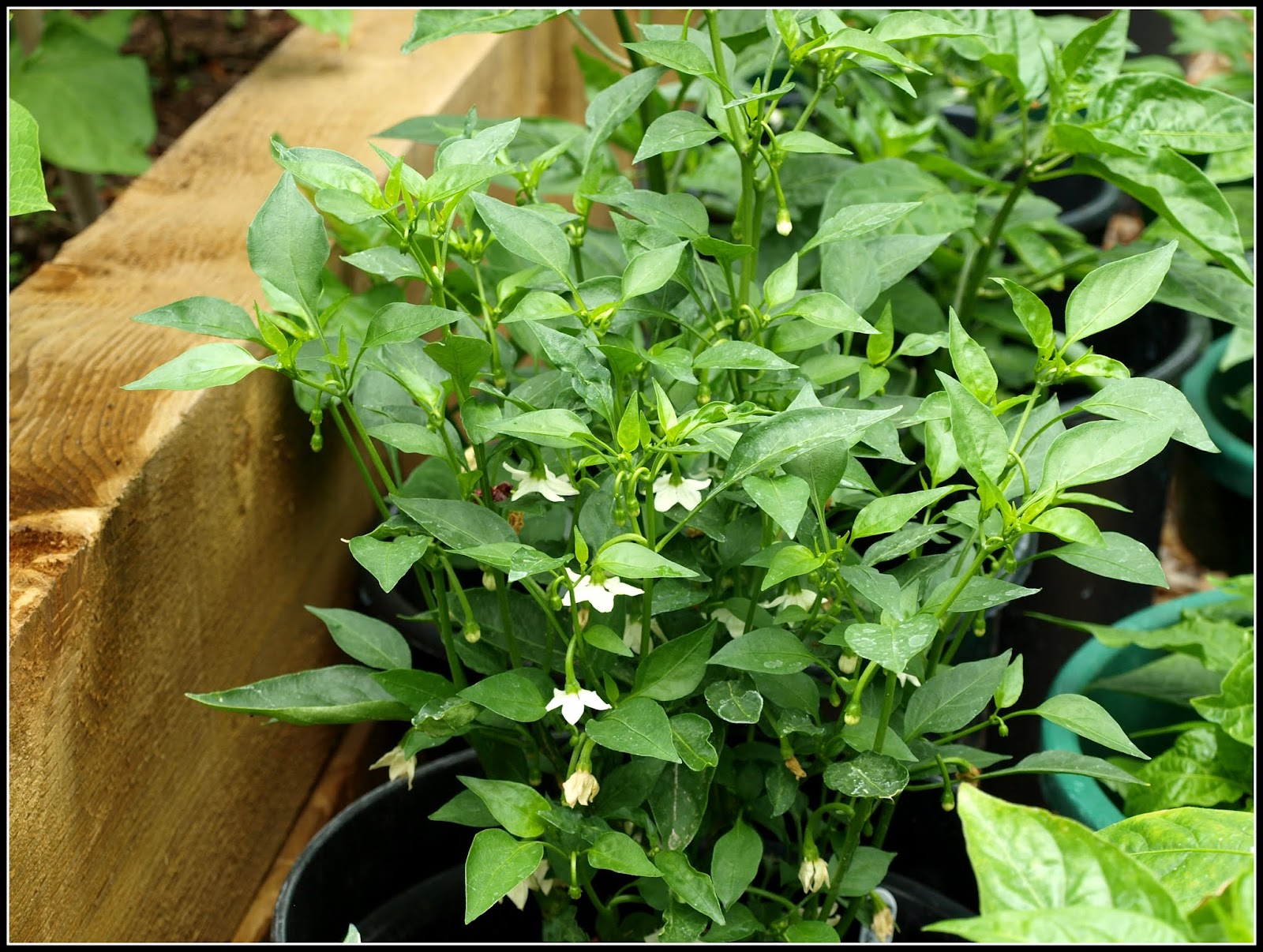 Mark's Veg Plot: Chilli update