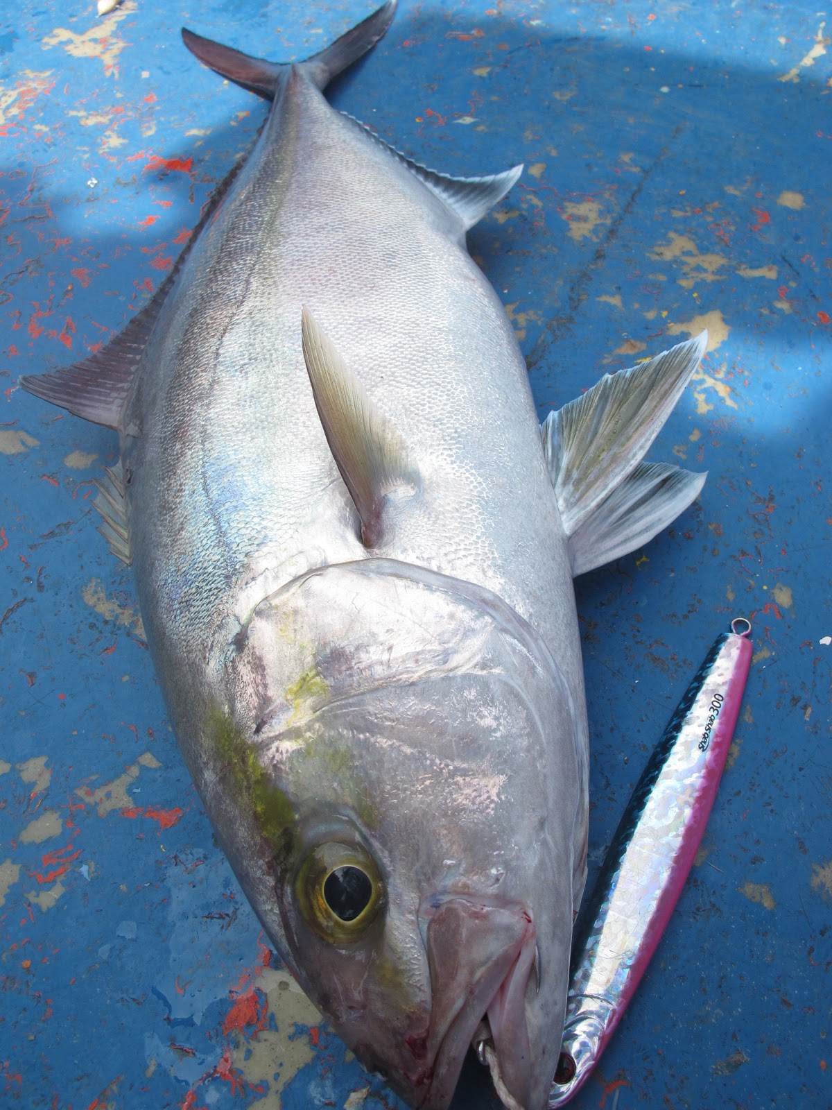 Tackle Fever: LUCONIA AGAIN (1)