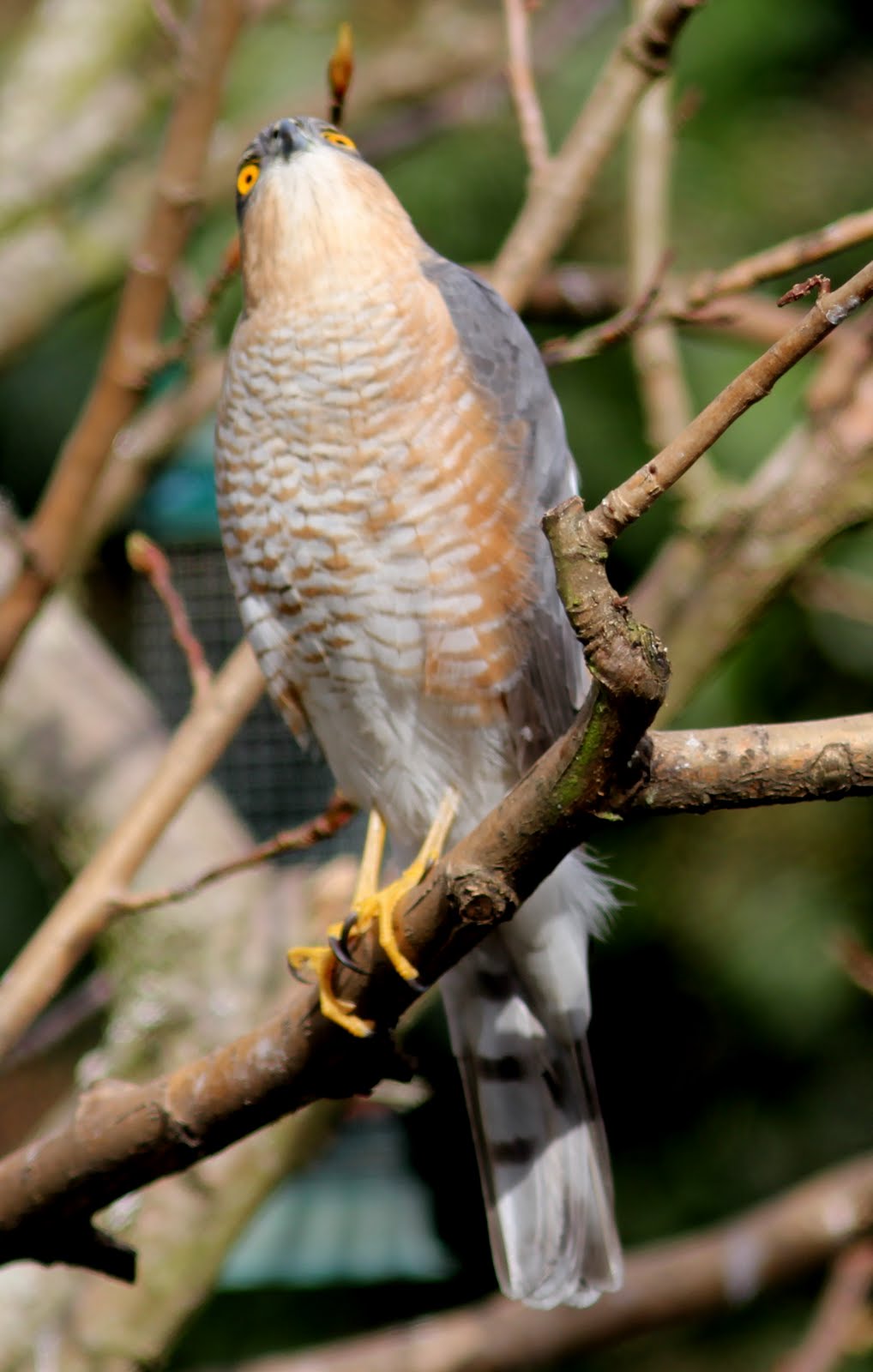 limerick-birder.blog: Sparrow Hawk
