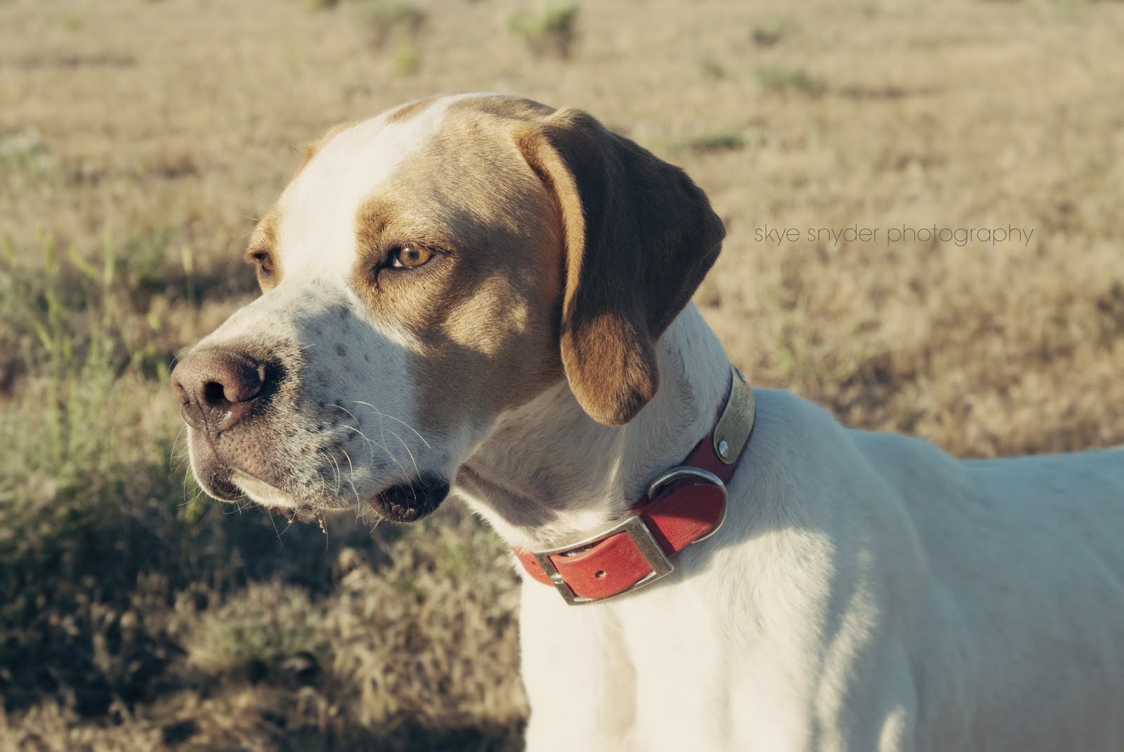 Reno | Tahoe | Cabo | Photographer; Portrait Artist Skye Snyder ...