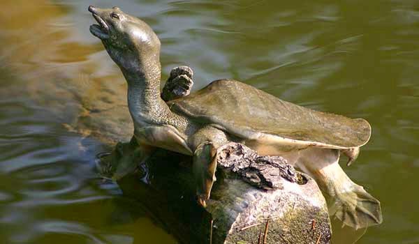 Kebiasaan Hidup Labi-labi di Alam Bebas