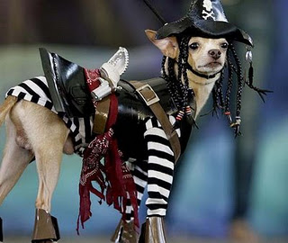 Funny Image Collection: Funny Animal Halloween Pictures-Animal ...
