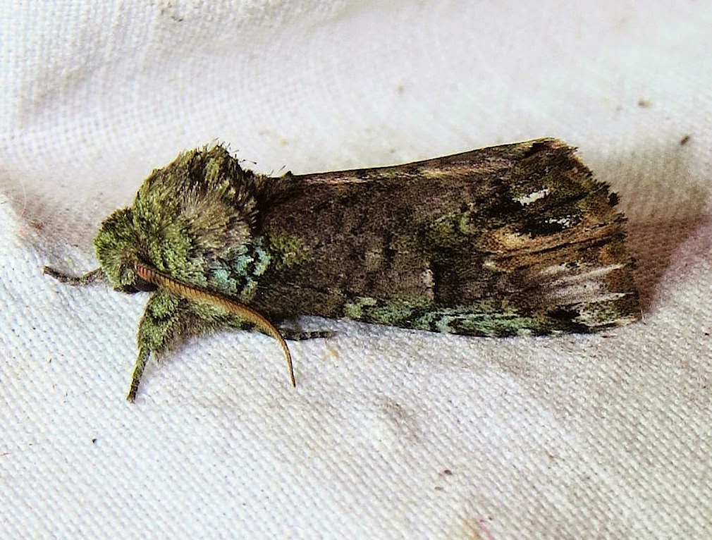 Field Biology in Southeastern Ohio: Prominent Moths of Ohio part 2