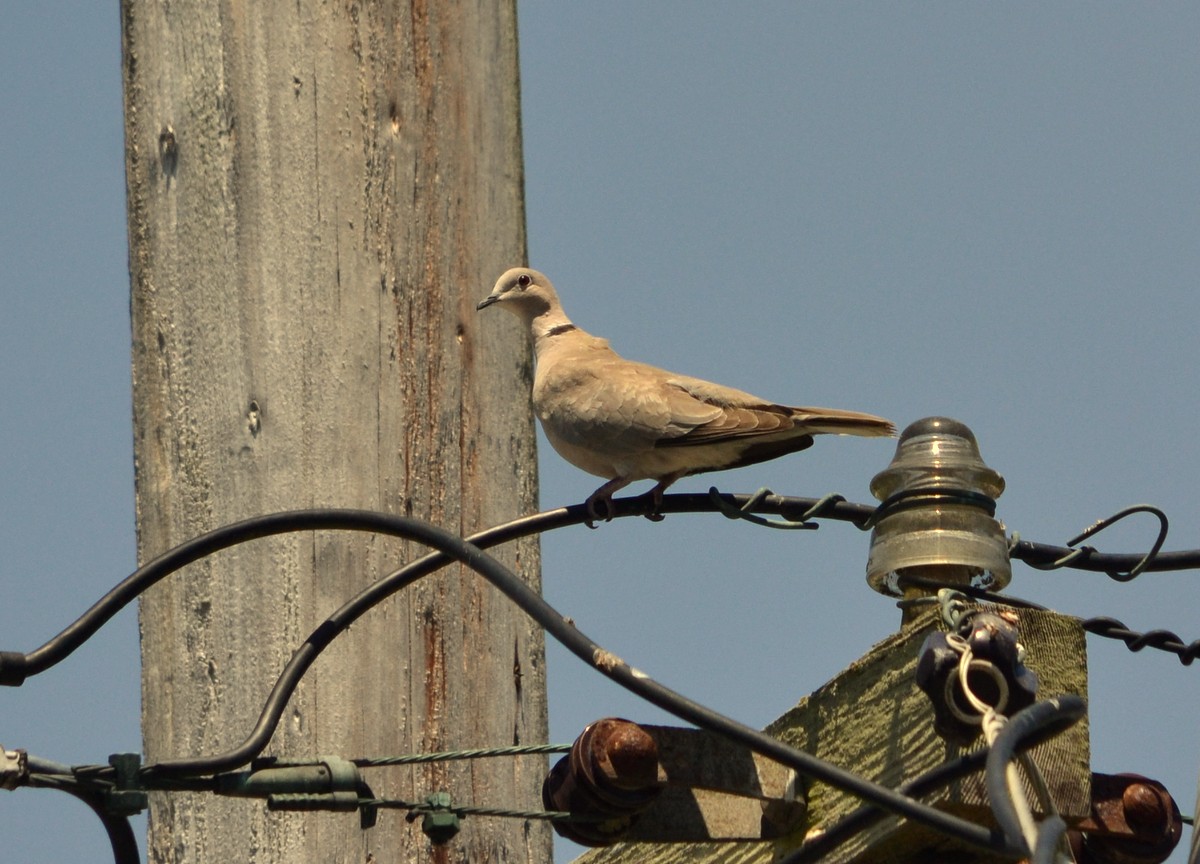 Woods Walks and Wildlife: West Coast Neighbors (Or, We Have Phoebes ...