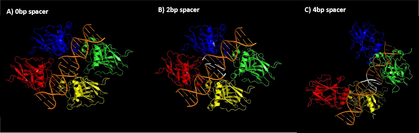 Structure of p73 DNA binding domain tetramer: Interactions with DNA