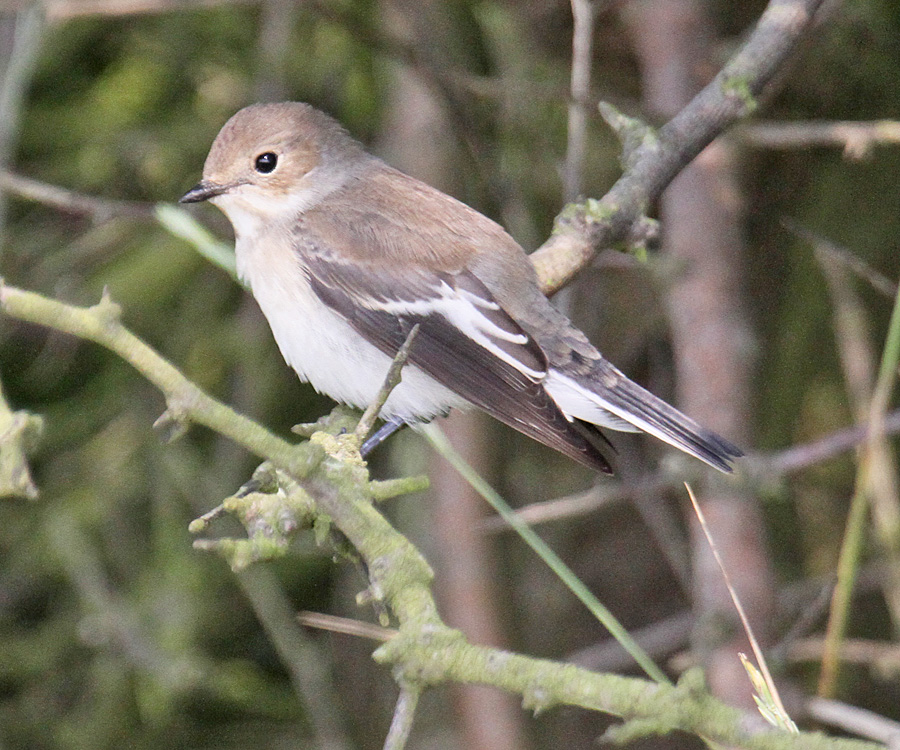 Simon and Karen Spavin: Pied Flycatchers, Spurn Point