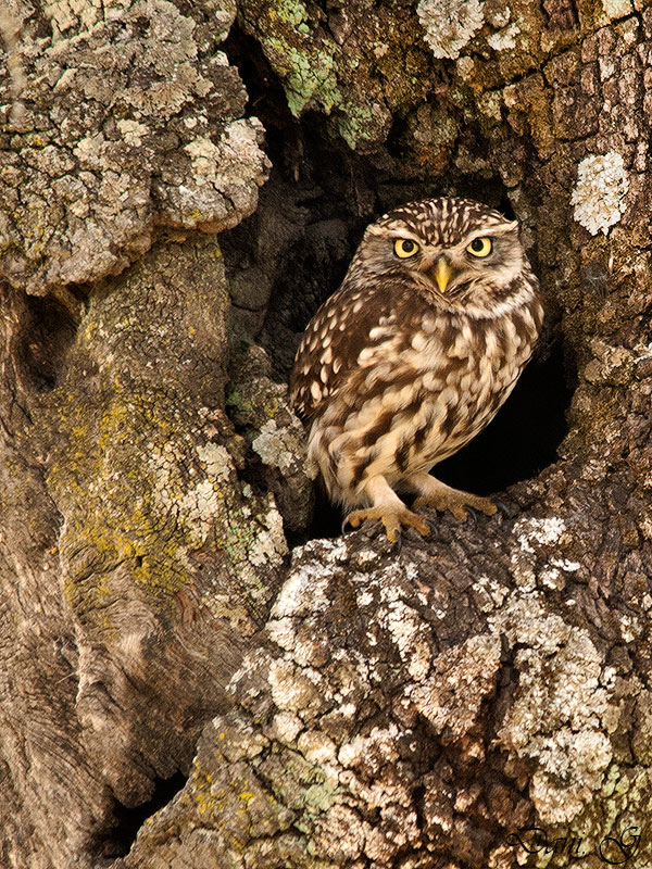 Fauna de Extremadura por Daniel Gonzalez Gonzalez: Mochuelo europeo o ...