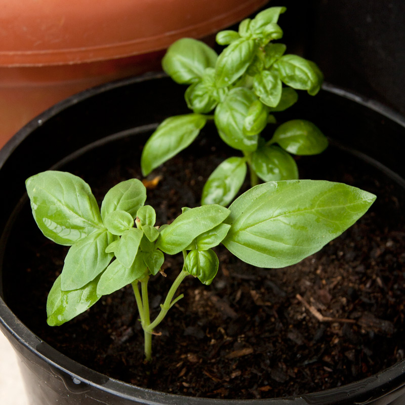 Sweet Basil & Lemon Basil ~ Adventures in Gardening Pohnpei, Micronesia