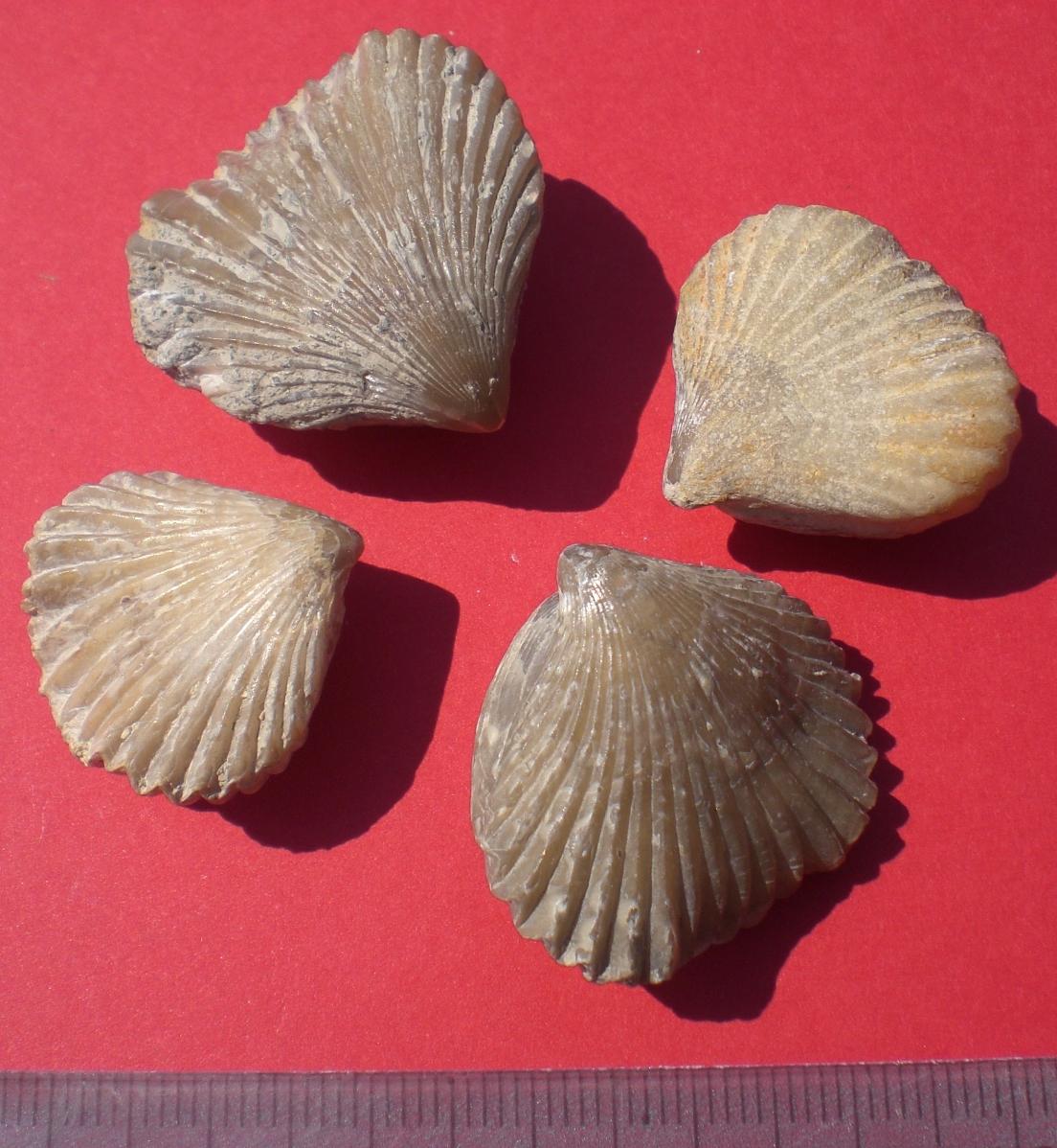 Biología y Geología 1º Bachillerato Rusiñol: RHYNCHONELLA