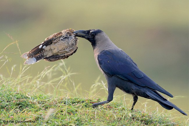 Understanding House Crows (Corvus splendens)