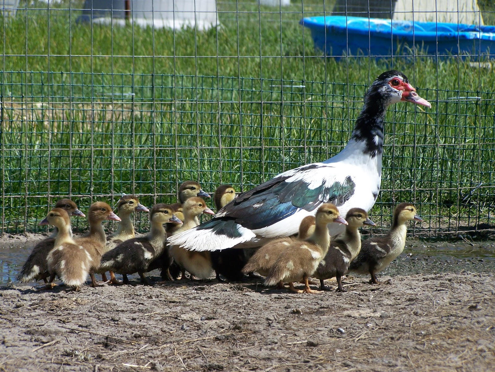 Sherry's Crazy Menagerie: Muscovy Ducks