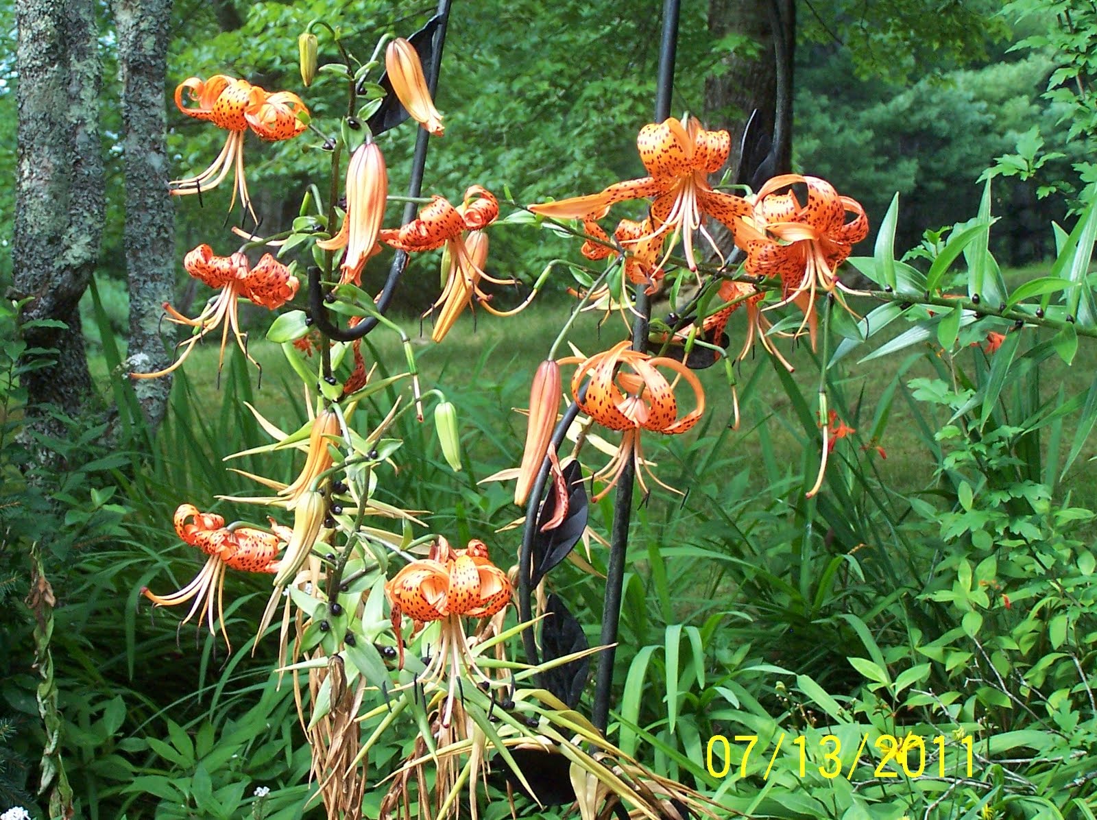 Jean the Plant Lady: Tiger Lilies