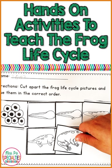 Use Hands On Activities To Teach Students About The Frog Life Cycle ...