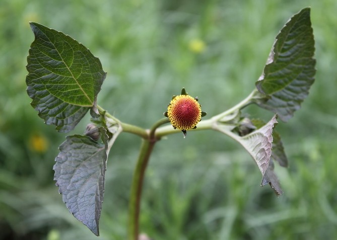 Growing Hermione's Garden: Acmella oleracea - Spilanthes - Better than ...