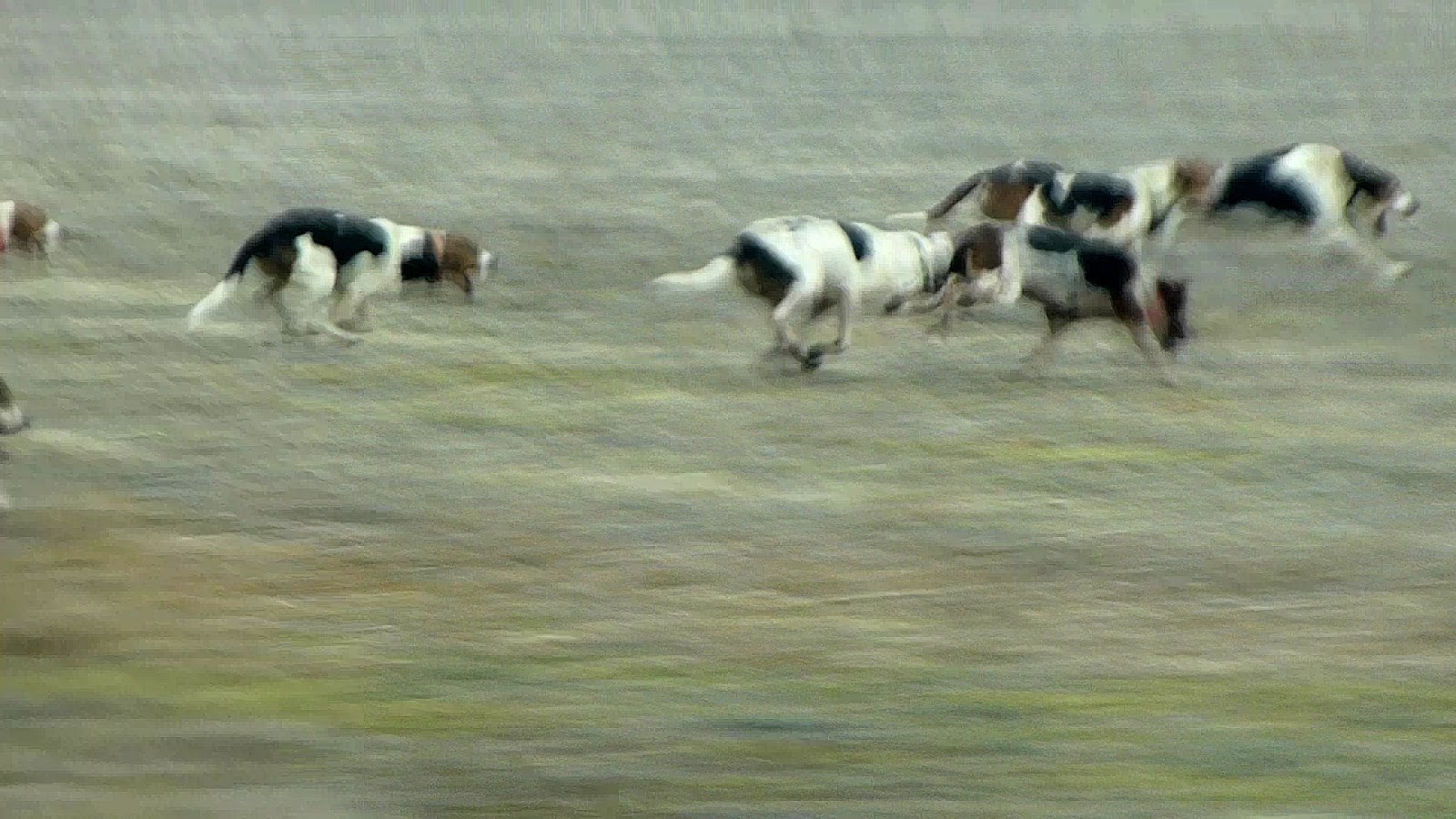 CHASE WORLD: Woohoo! A fast running red fox this morning