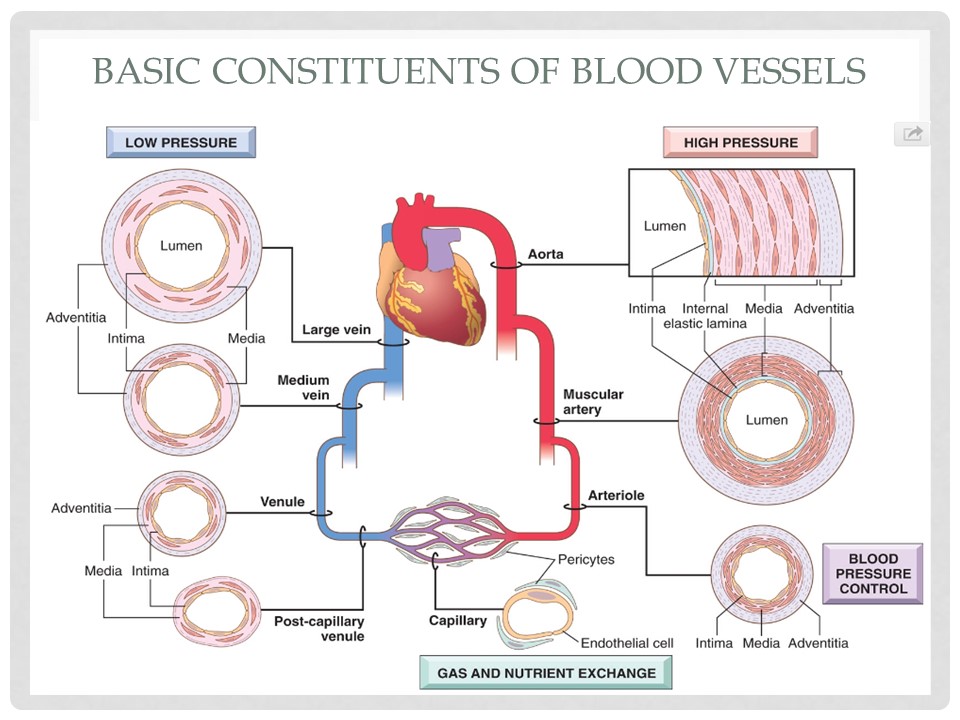 CVT Mohd Farid: Common Disorders Of Blood Vessels