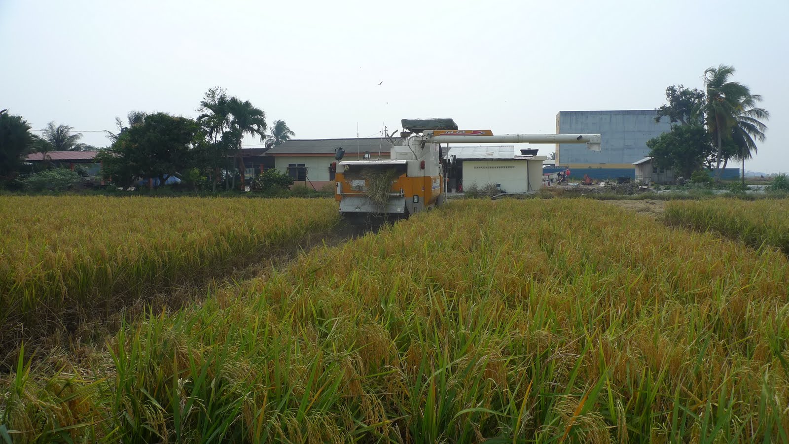 SRI Padi Malaysia: A Harvest Test to Verify Presence of Variability in ...