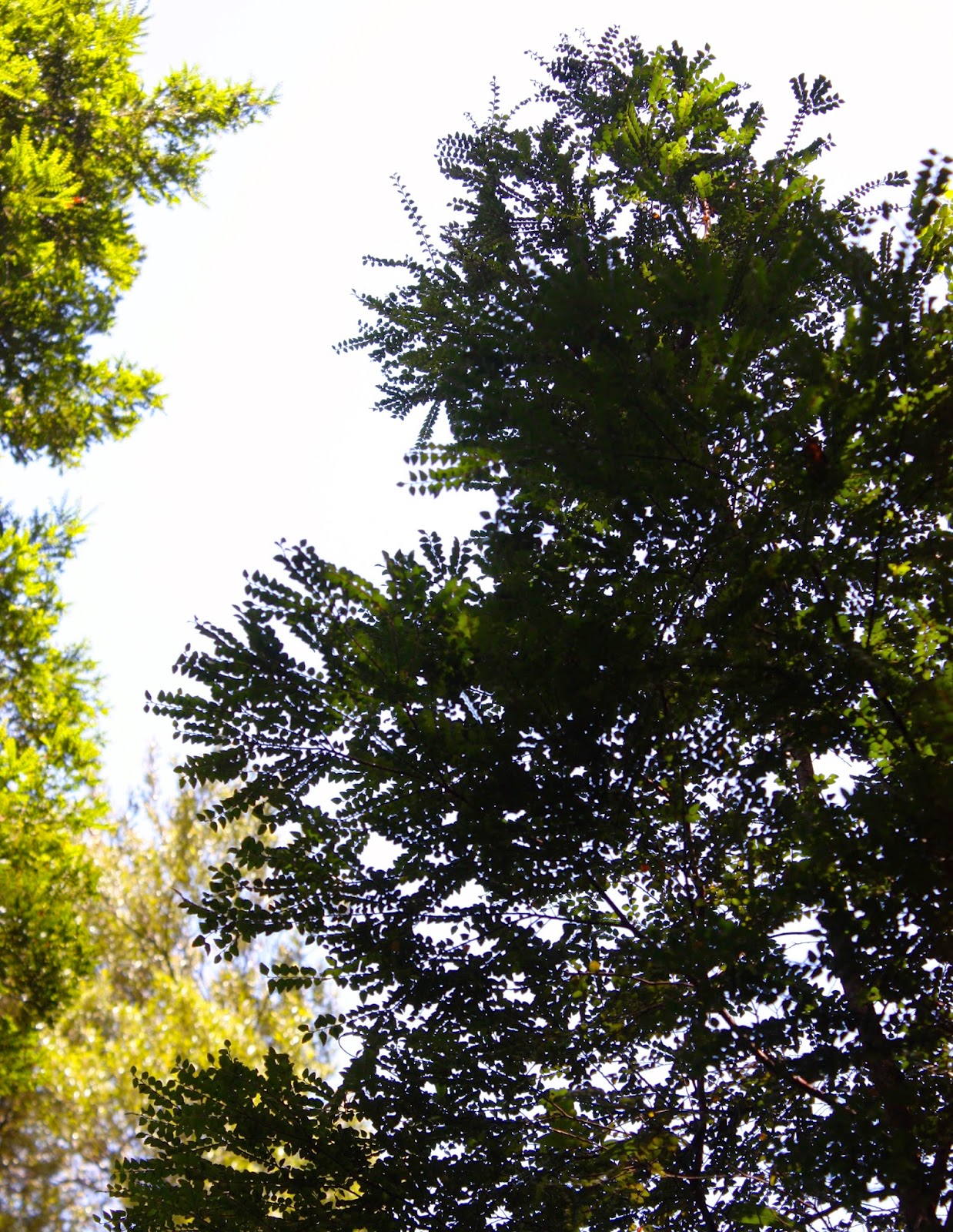 Swallows Nest Farm: Myrtle Beech Foliage - Nothofagus Cunninghamii